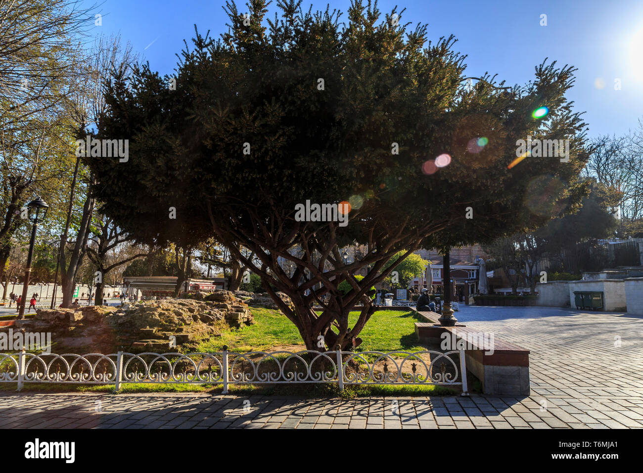 beautiful tree in the sunlight Stock Photo - Alamy