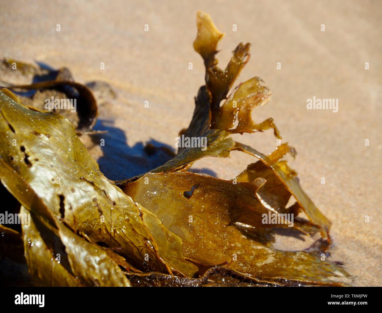 Seaweed on the beach Stock Photo - Alamy