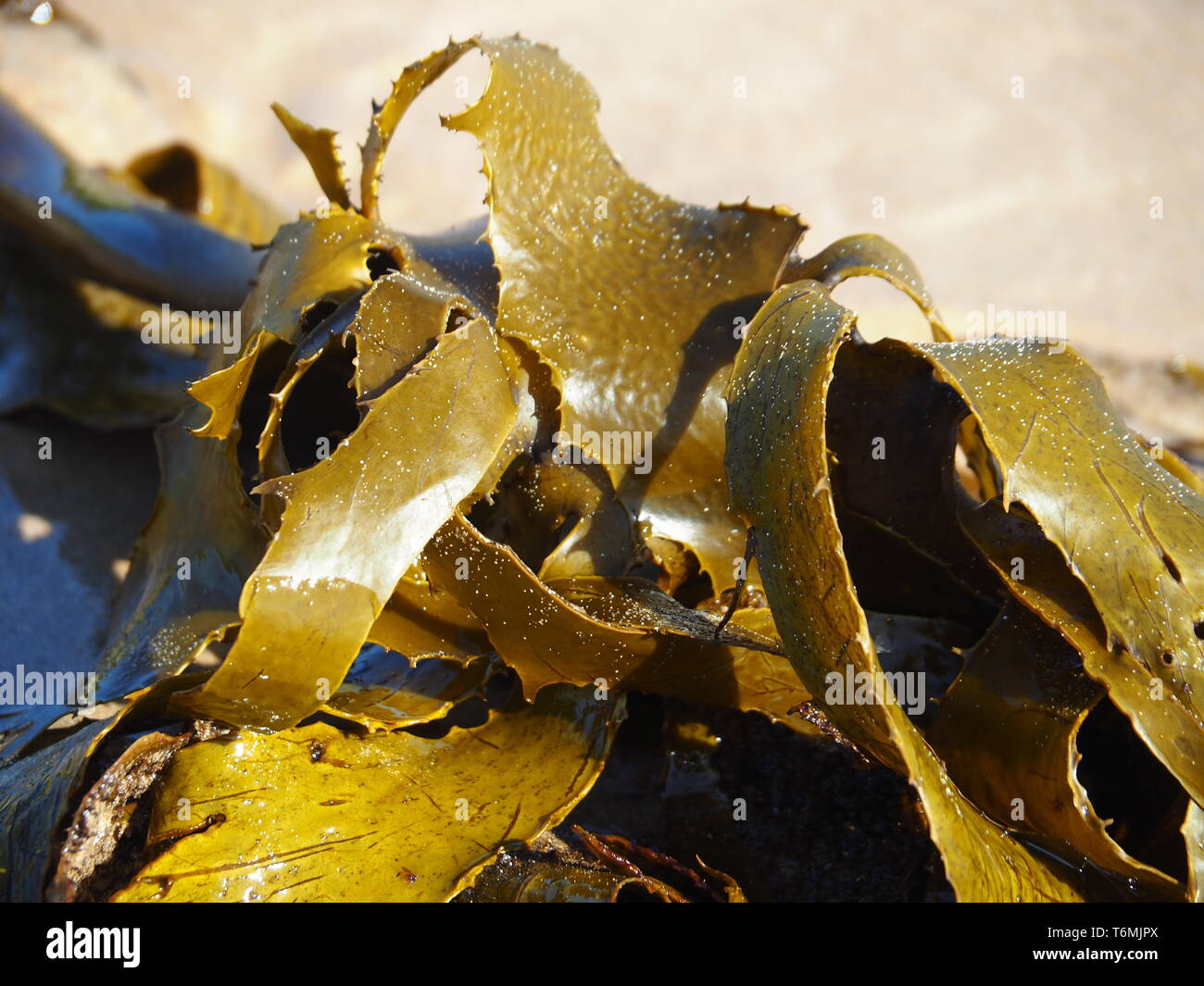 Seaweed on the beach Stock Photo - Alamy