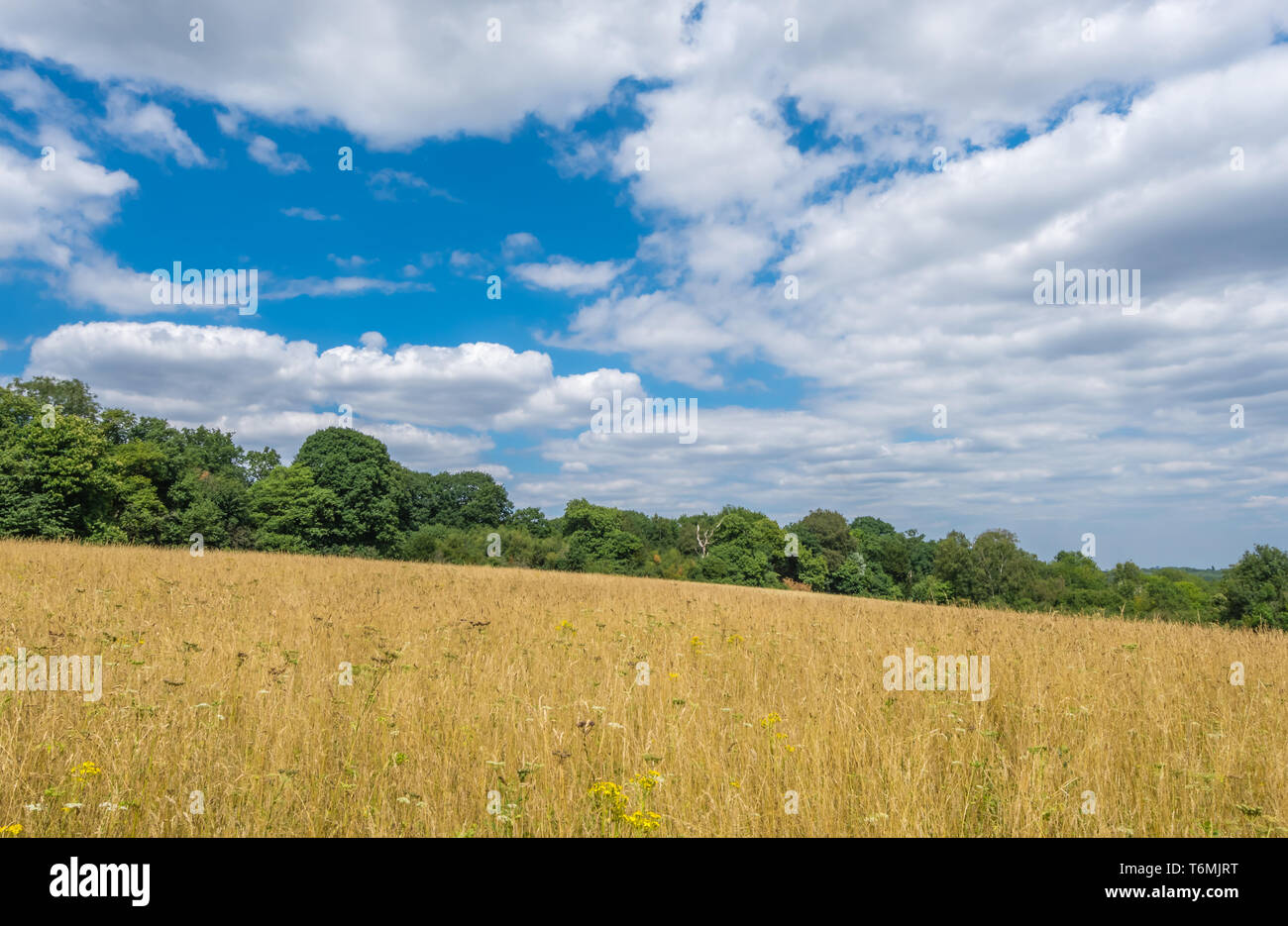 Banstead surrey hi-res stock photography and images - Alamy