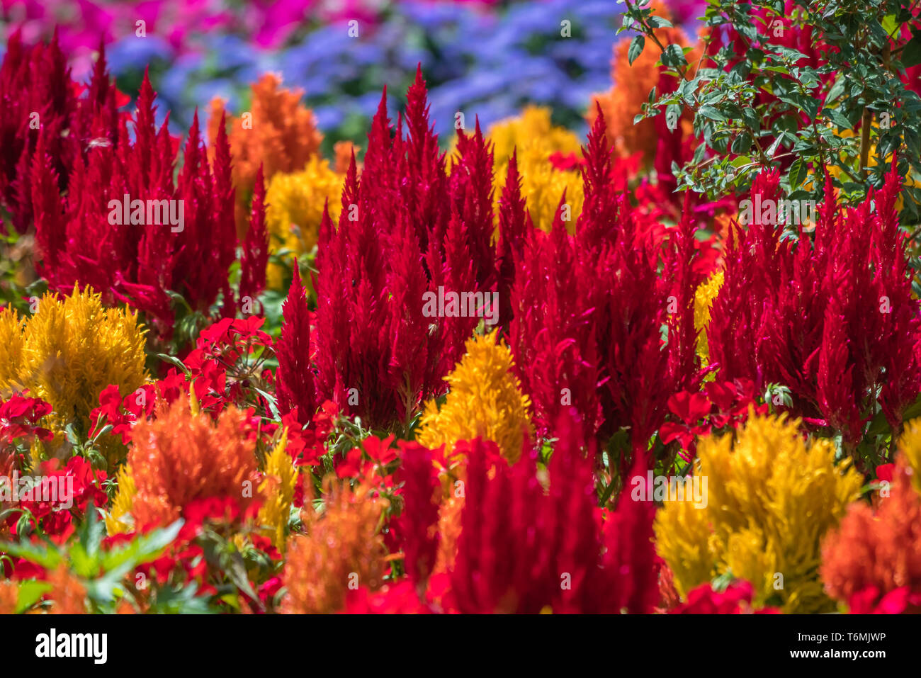 Abundance of colorful flowers in spring Stock Photo - Alamy