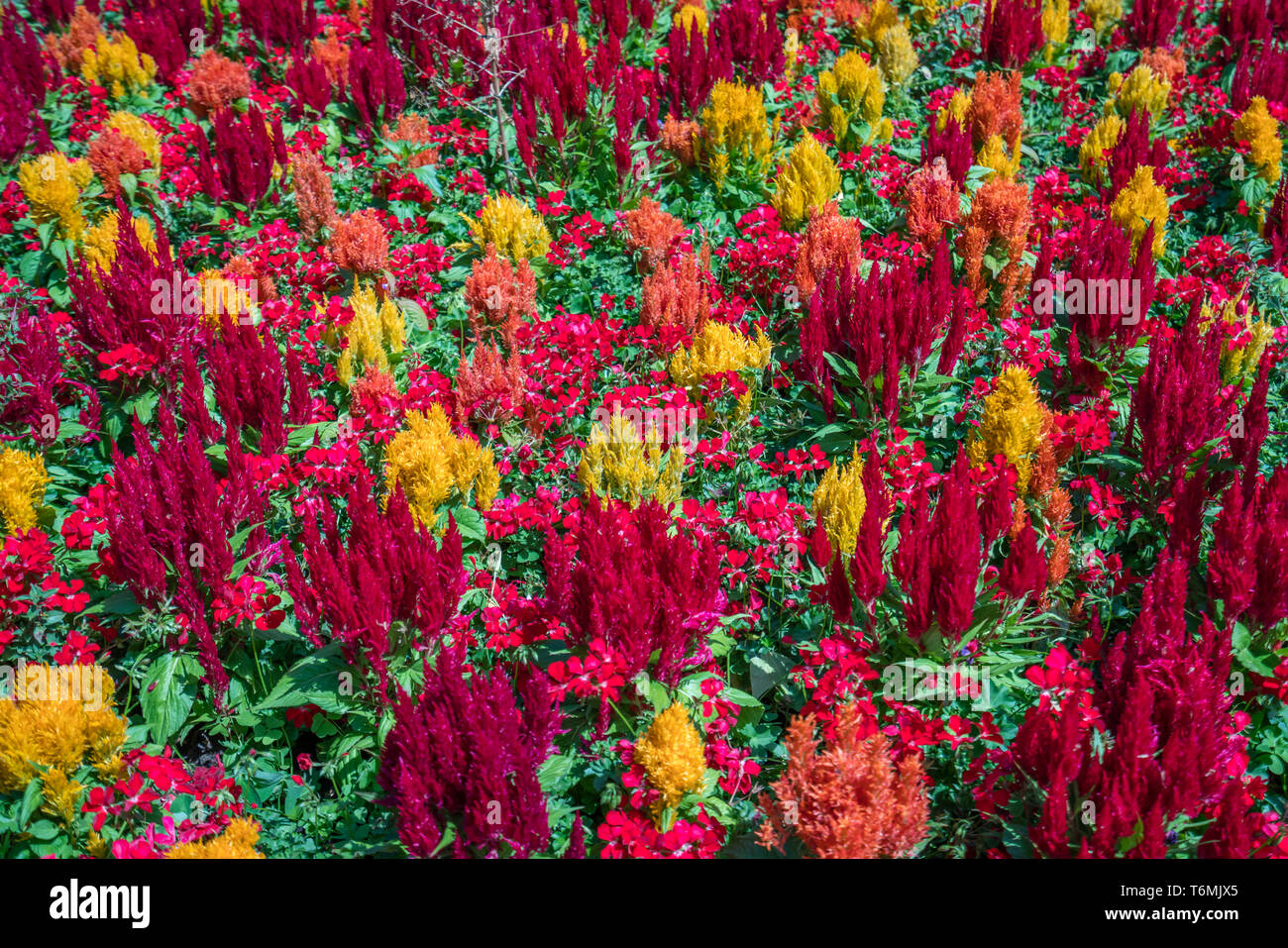Abundance of colorful flowers in spring Stock Photo - Alamy