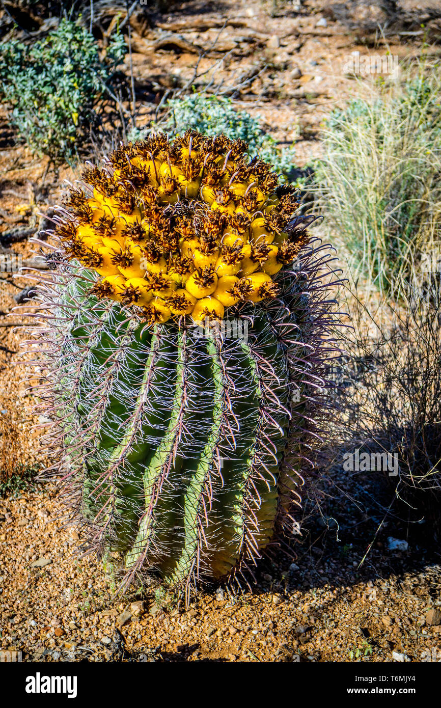 Fishhook barrel cactus hi-res stock photography and images - Alamy