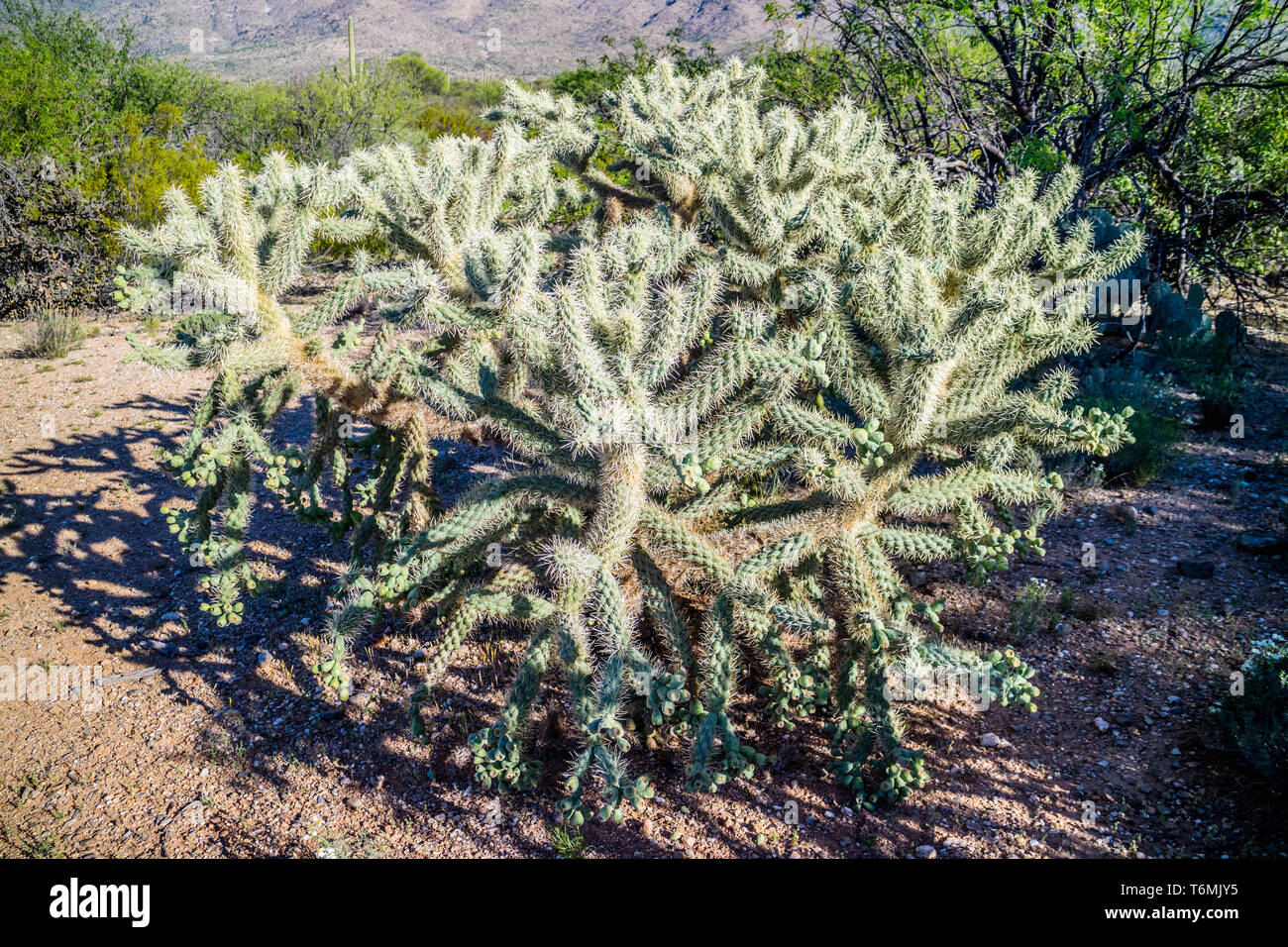 Chain cactus hi-res stock photography and images - Alamy