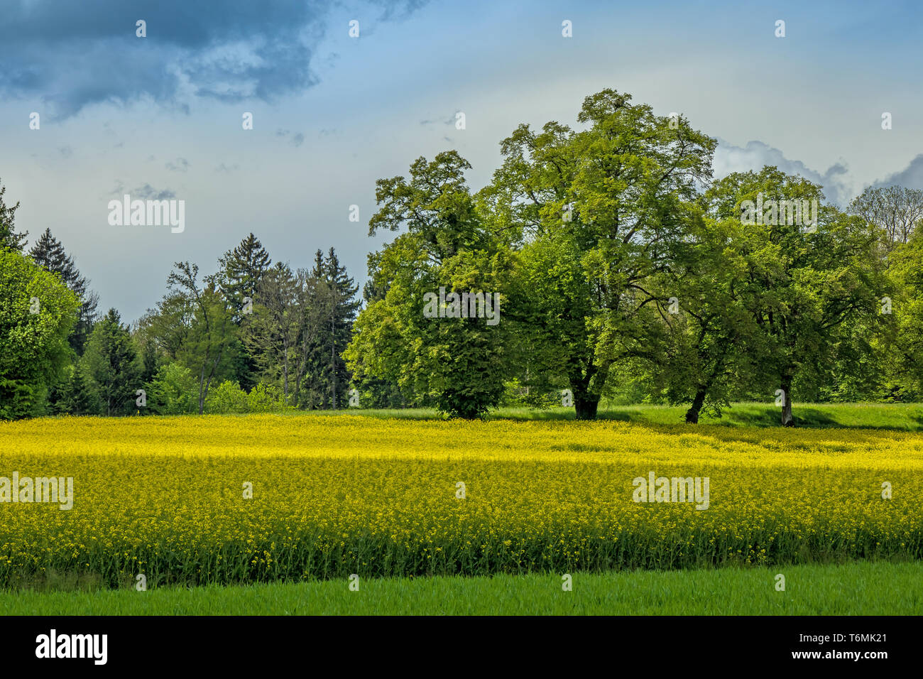 Yellow and green the colors of spring Stock Photo - Alamy