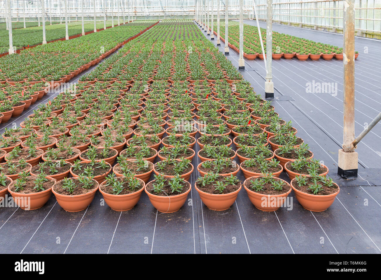Dutch greenhouses hi-res stock photography and images - Alamy