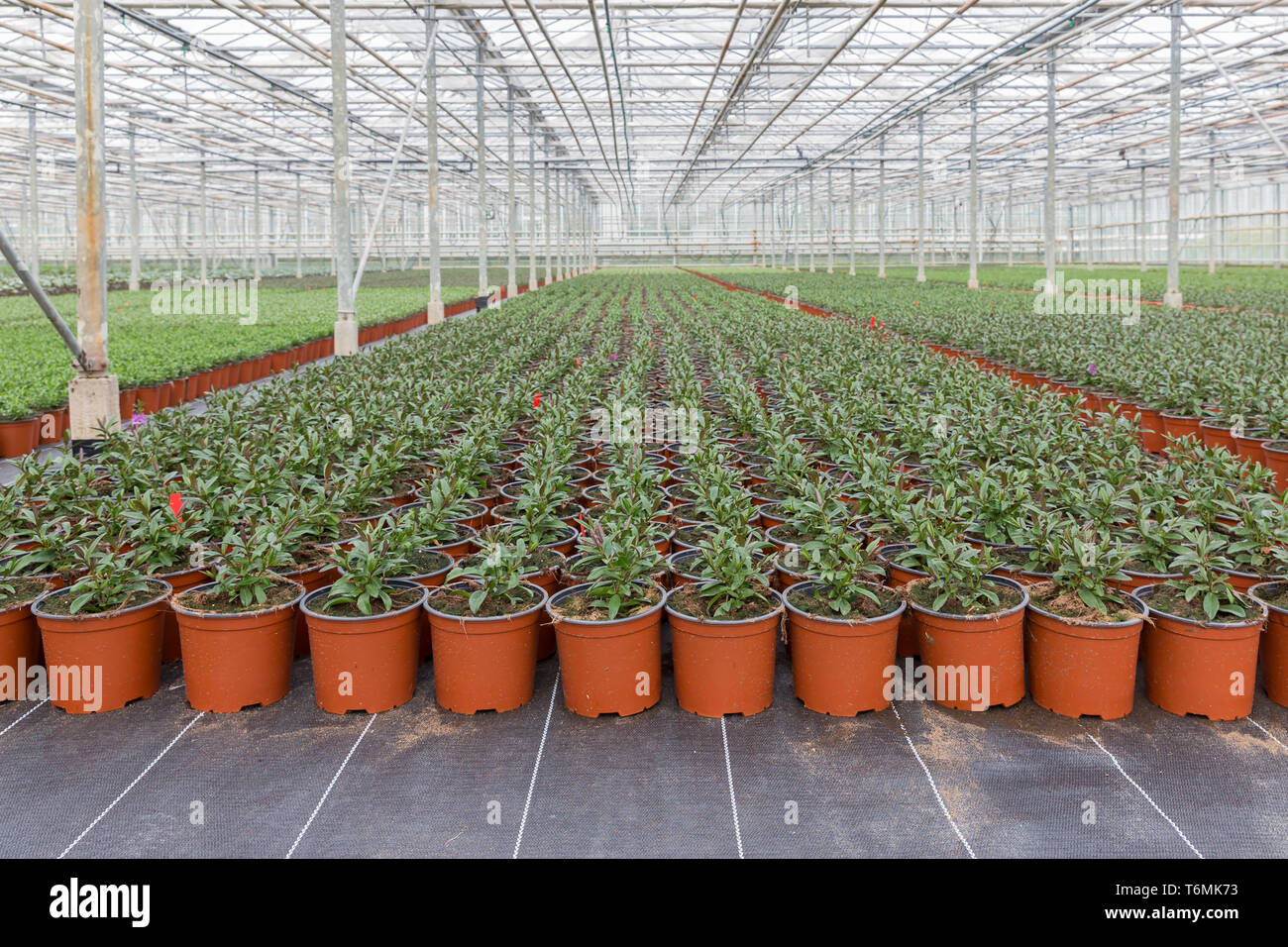 Cultivation of indoor plants in a Dutch greenhouse Stock Photo - Alamy