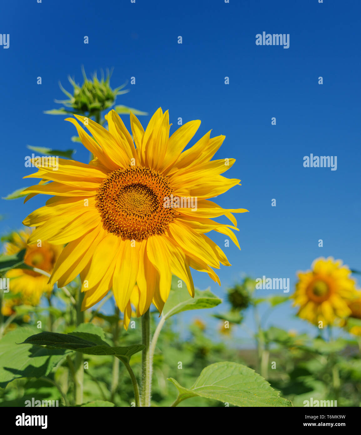 Sunflower farm photography hi-res stock photography and images - Alamy
