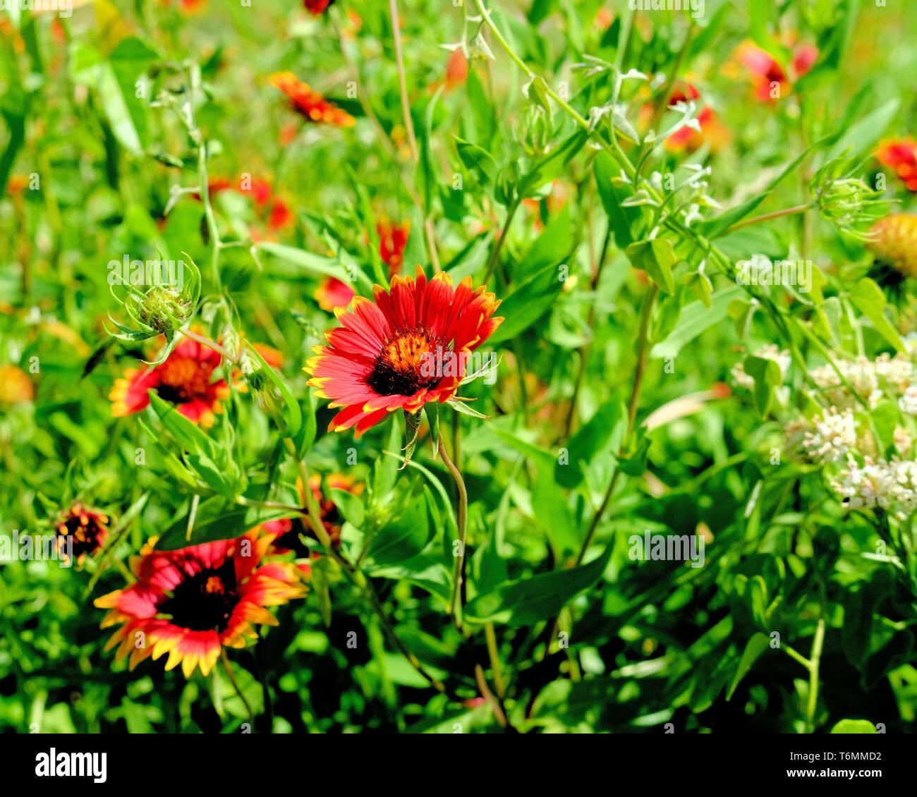 Firewheel or Indian Blanket wild flowers in Texas surrounded by brush ...