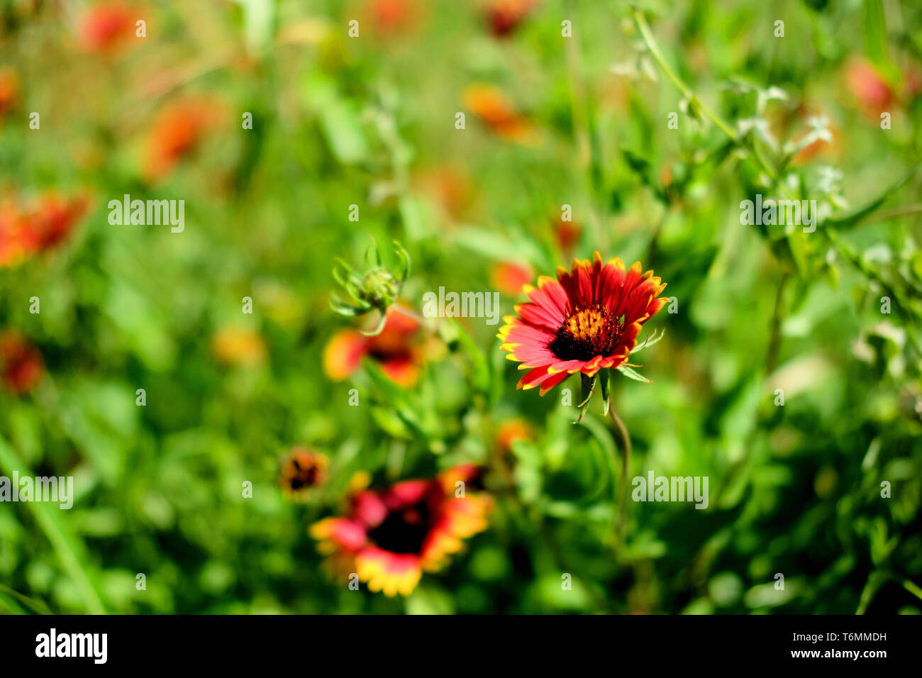 Firewheel or Indian Blanket wild flowers in Texas surrounded by brush ...