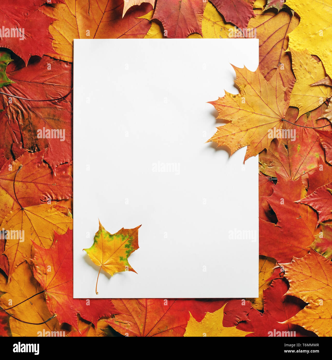 Paper, maple leaves Stock Photo - Alamy