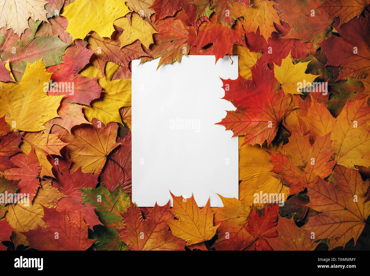 Beautiful letterhead design hi-res stock photography and images - Alamy