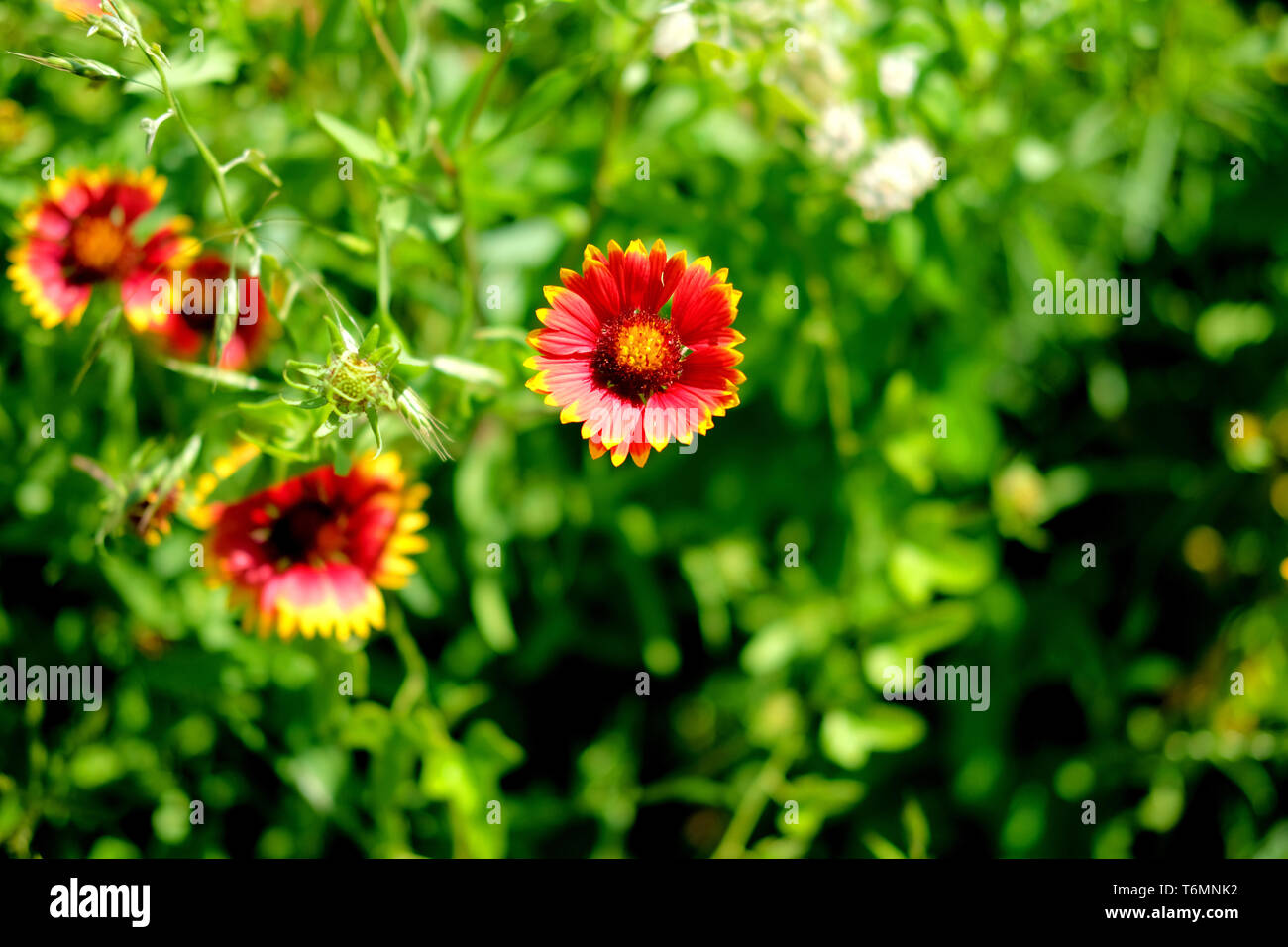 Firewheel or Indian Blanket wild flowers in Texas surrounded by brush ...