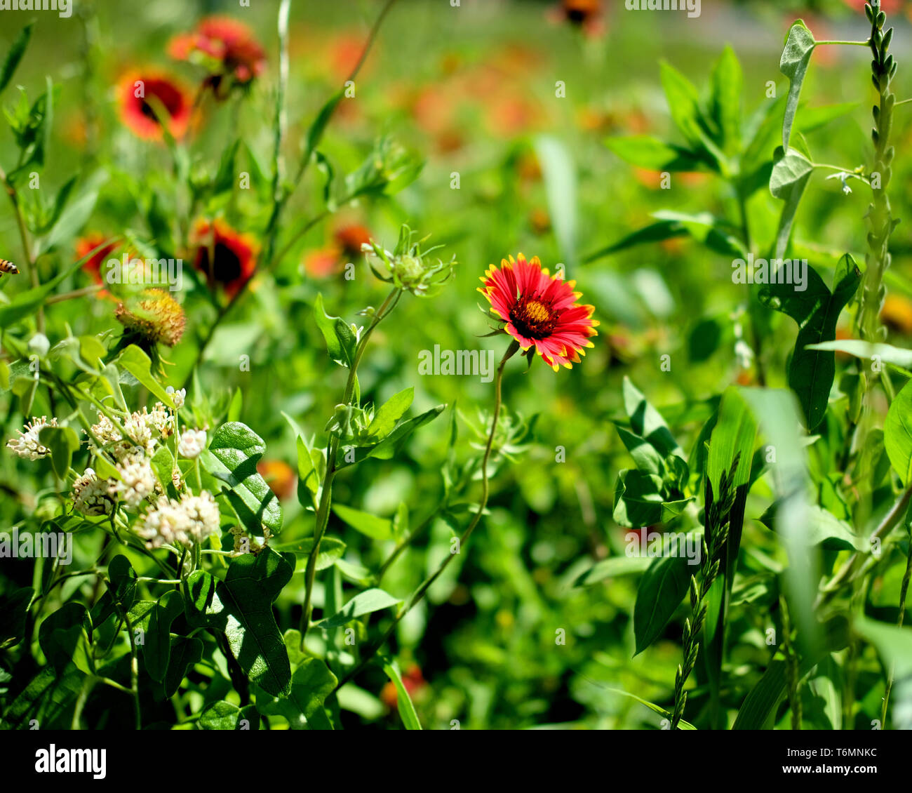 Firewheel or Indian Blanket wild flowers in Texas surrounded by brush ...
