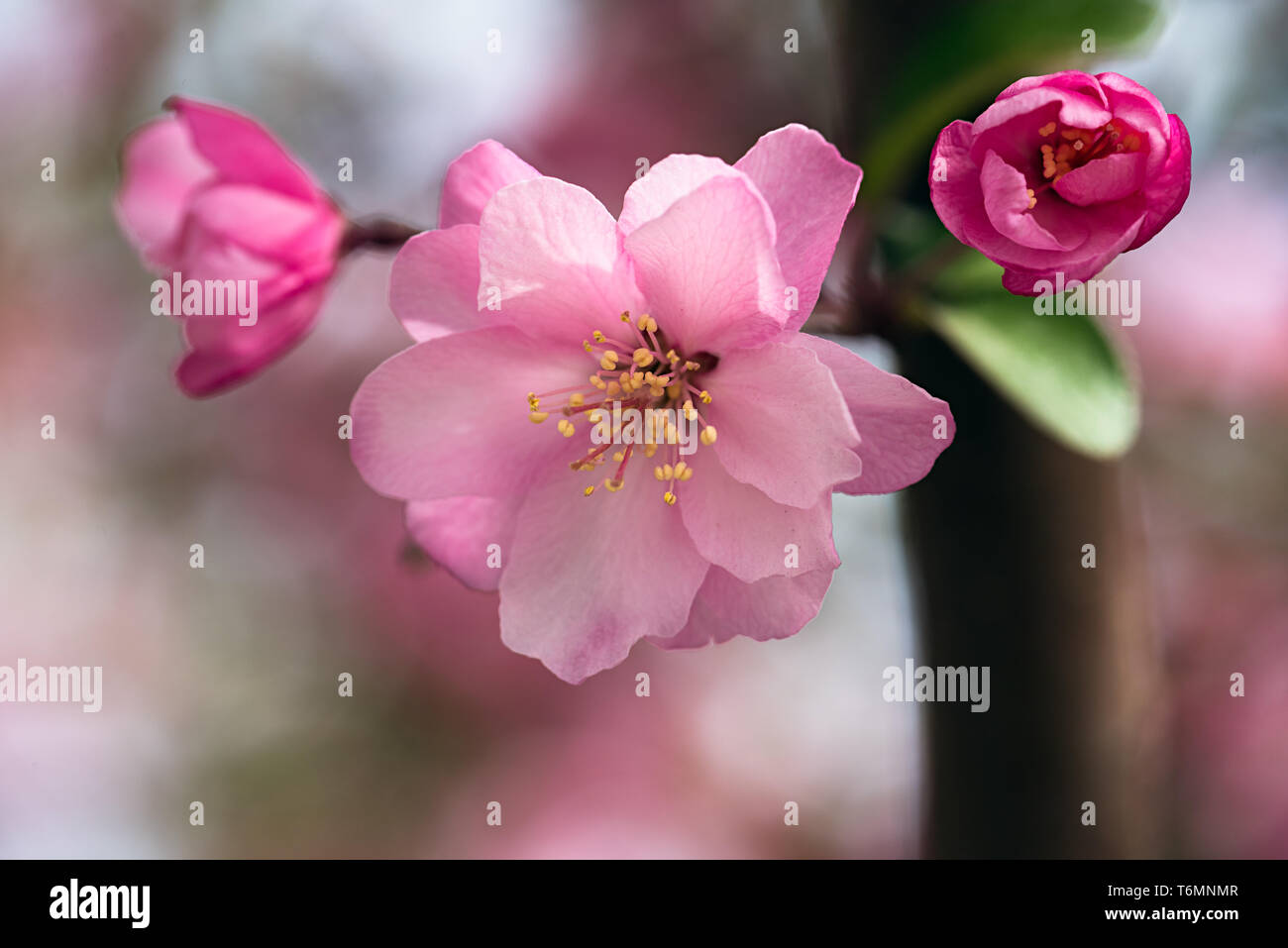 Chinese crabapple hi-res stock photography and images - Alamy