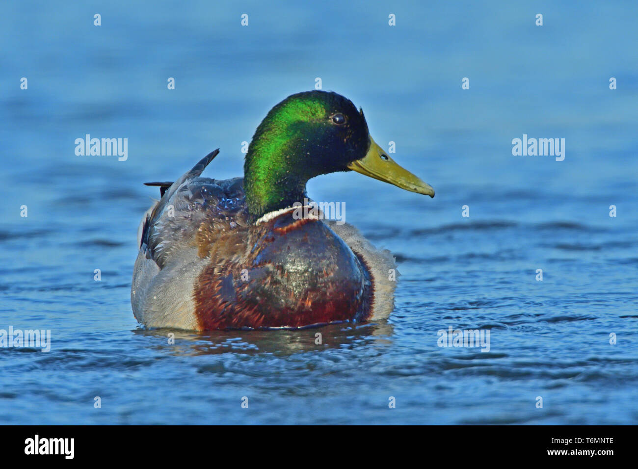 A Male Mallard on Water Stock Photo - Alamy
