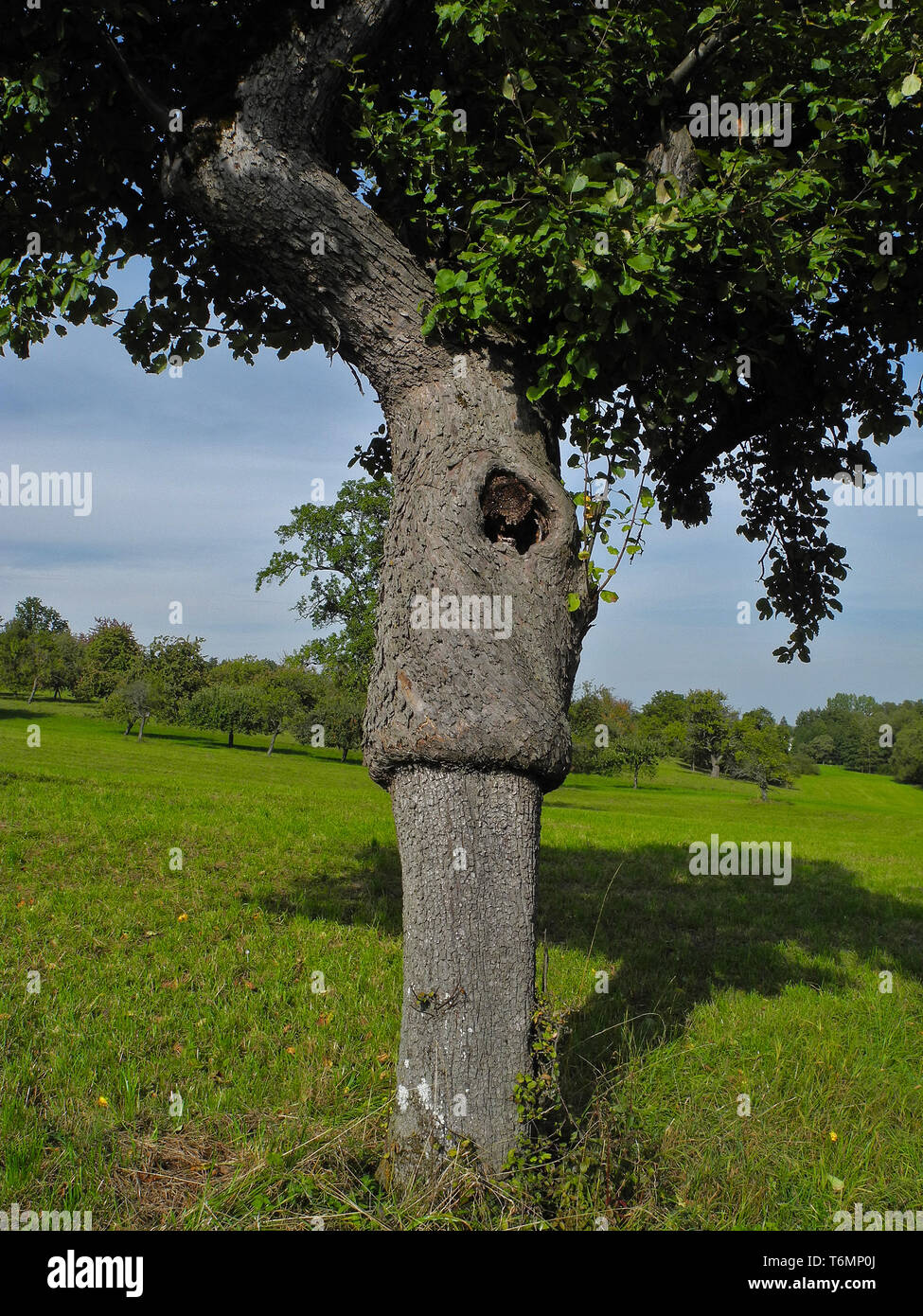 apple tree, tree trunk Stock Photo - Alamy