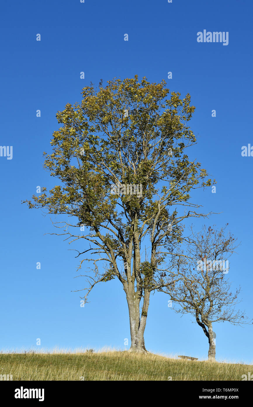 Ash tree autumn hi-res stock photography and images - Alamy