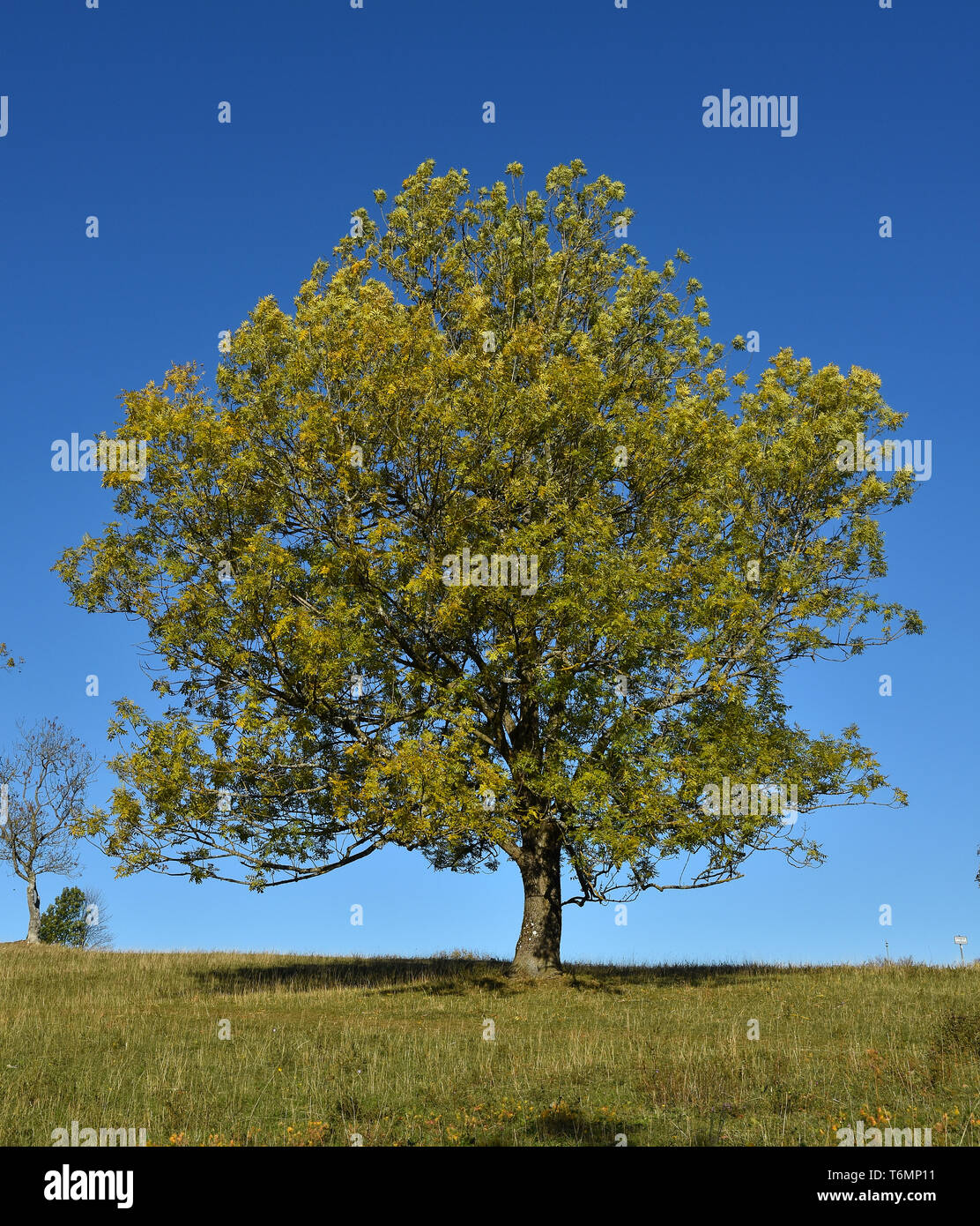Autumn ash hi-res stock photography and images - Alamy