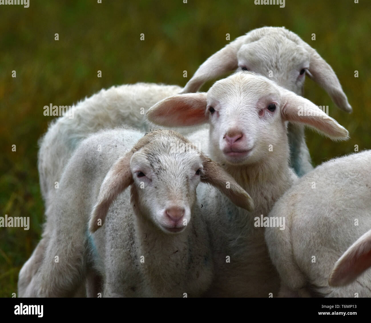 lambs are looking Stock Photo - Alamy