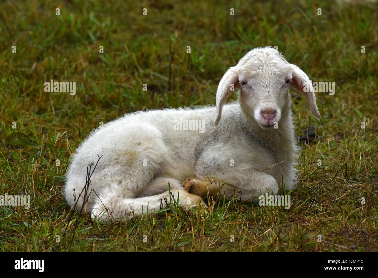Baby sheep sitting hi-res stock photography and images - Alamy