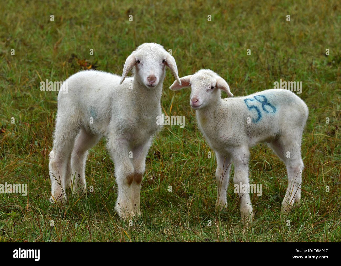 Sheep with baby sheeps hi-res stock photography and images - Alamy