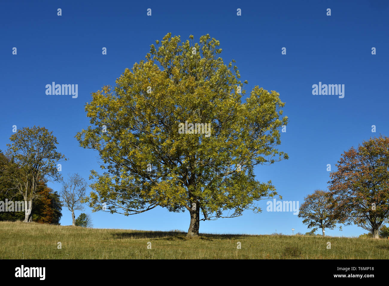 Autumn ash hi-res stock photography and images - Alamy