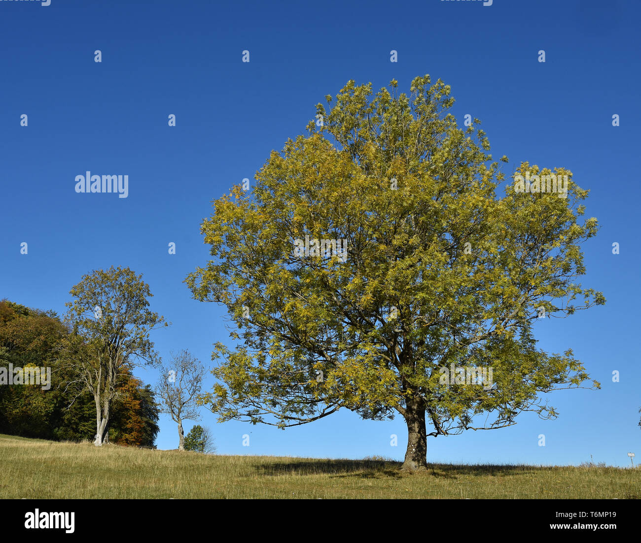 Autumn ash hi-res stock photography and images - Alamy