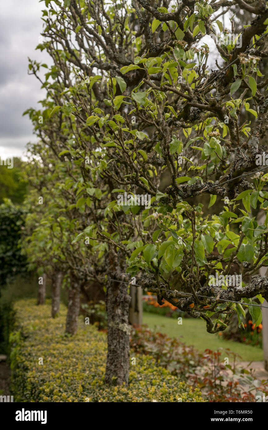 Espaliered trained fruit trees Stock Photo - Alamy
