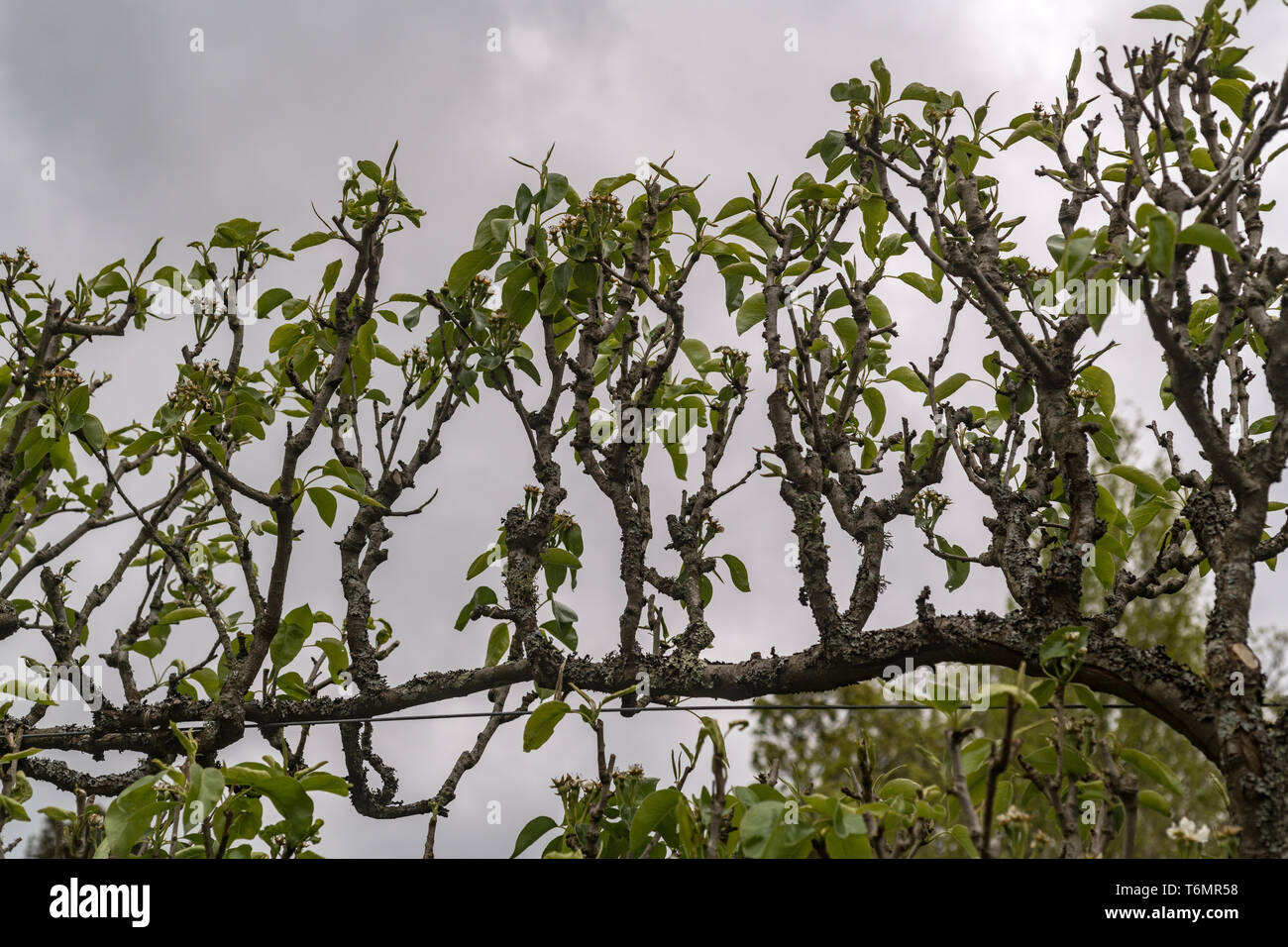 Trained fruit trees hi-res stock photography and images - Alamy
