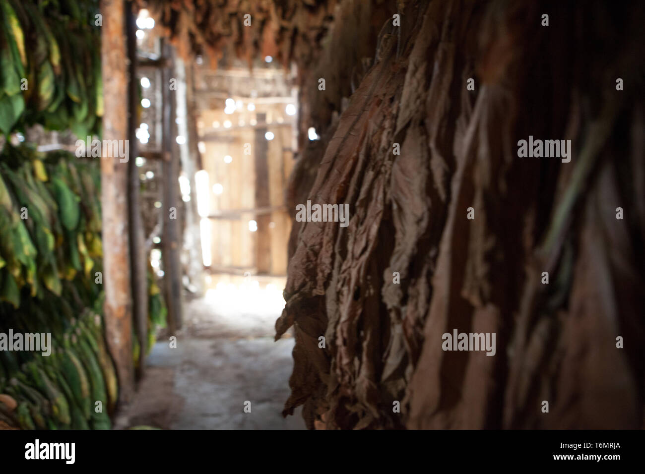 Cuba, Havana, national Cristal beer Stock Photo - Alamy