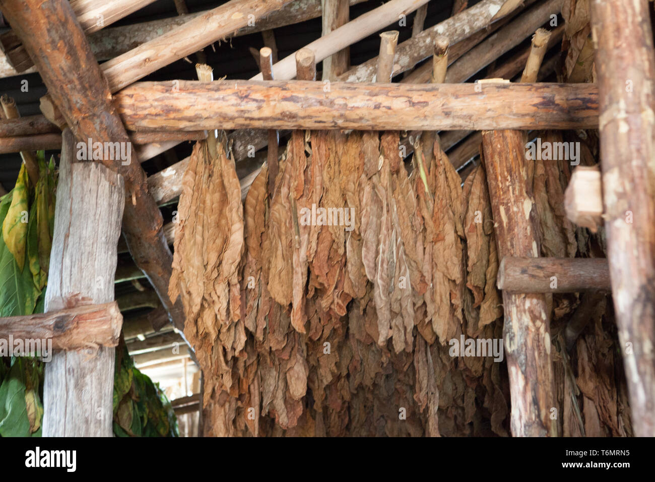 Cuba cigar tobacco drying curing hi-res stock photography and images ...