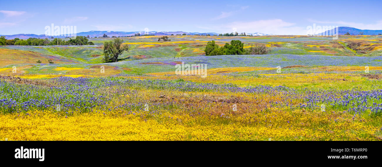 Wildflowers blooming on the rocky soil of North Table Mountain ...