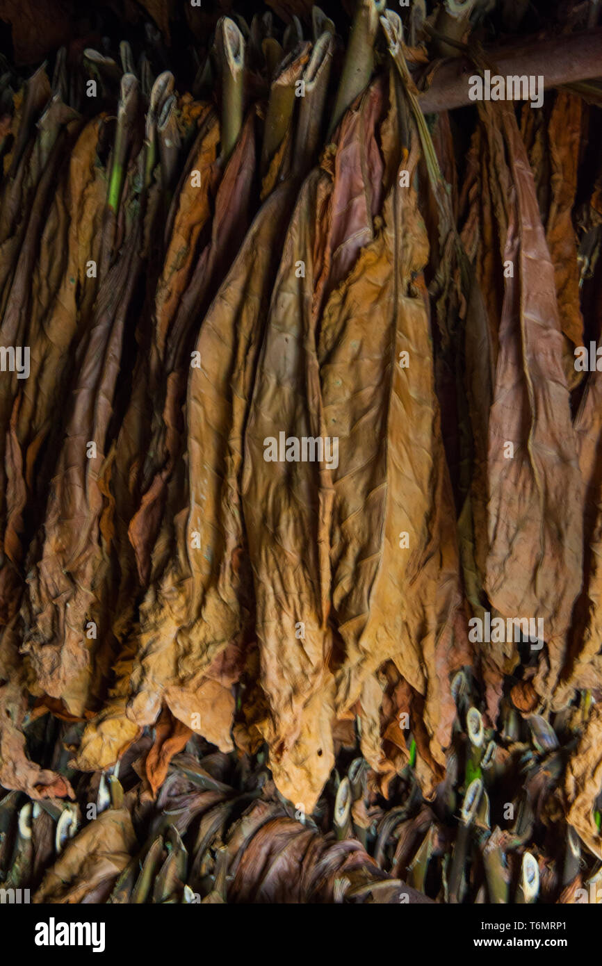 Tainos hi-res stock photography and images - Alamy