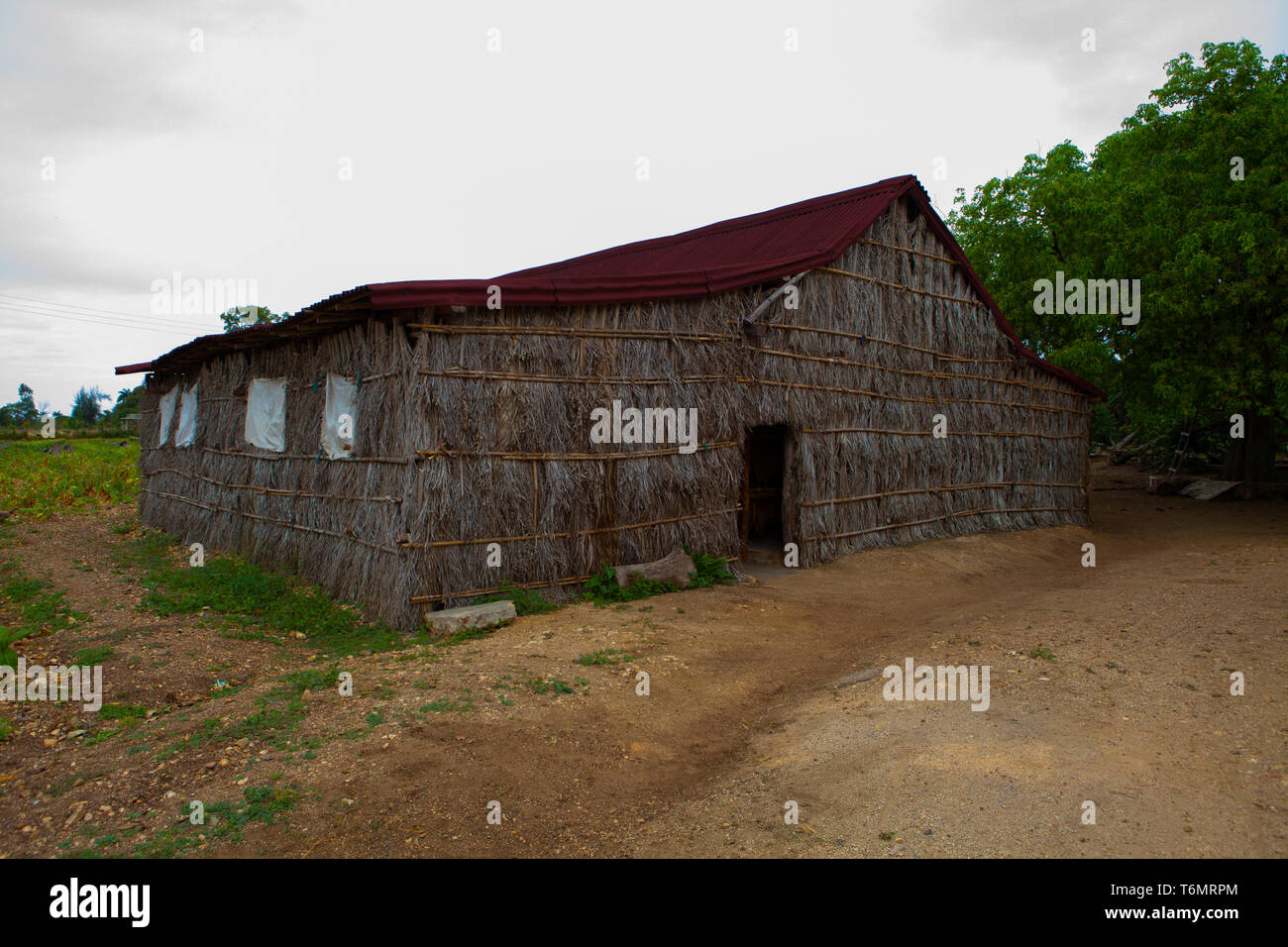 Cuba cigar tobacco drying curing hi-res stock photography and images ...