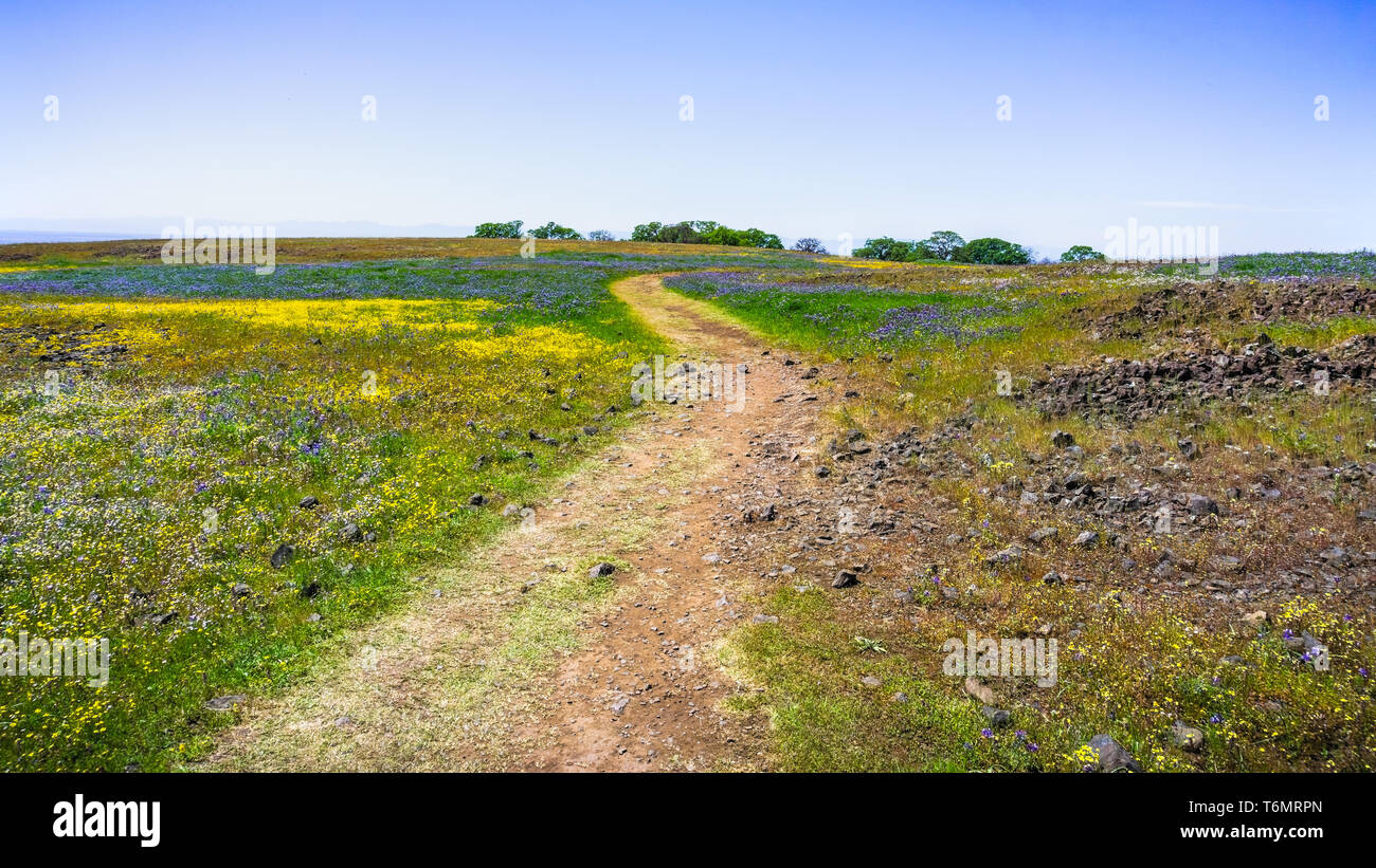 Walking trail through fields covered in wildflowers, North Table ...