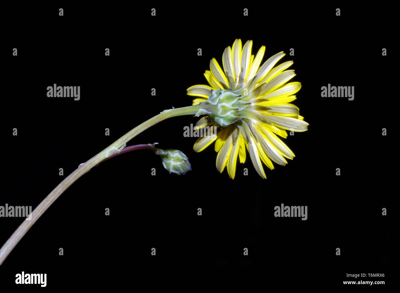 Portrait of a daisy flower hi-res stock photography and images - Alamy