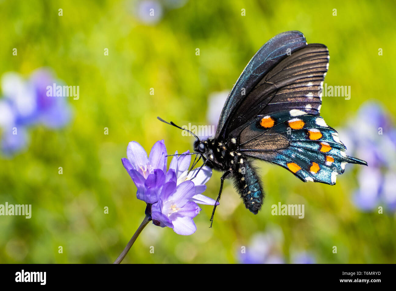 Close up of Pipevine swallowtail (Battus philenor) drinking nectar from ...