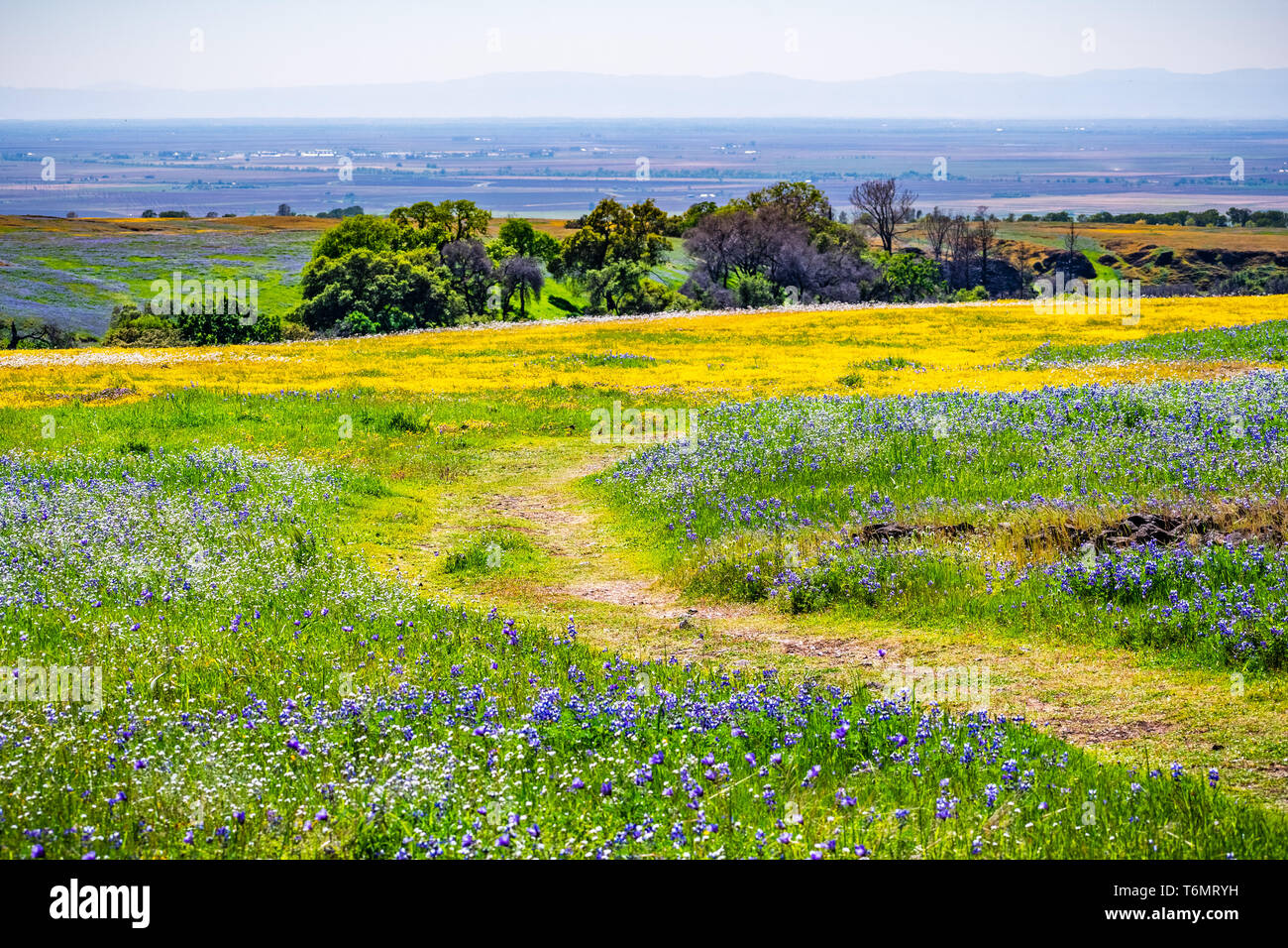 Walking trail through fields covered in wildflowers, North Table ...