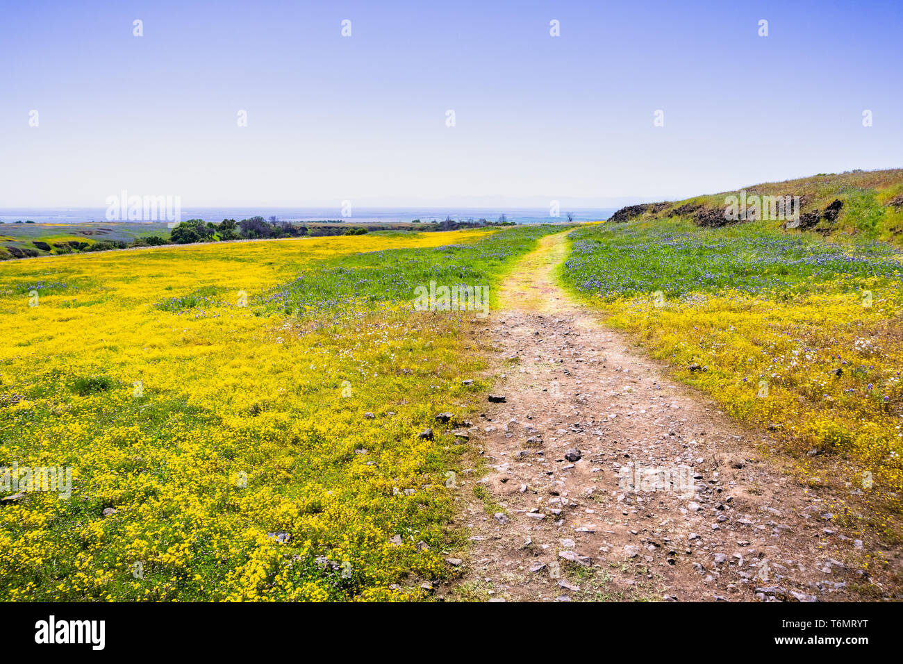 Walking trail through fields covered in wildflowers, North Table ...