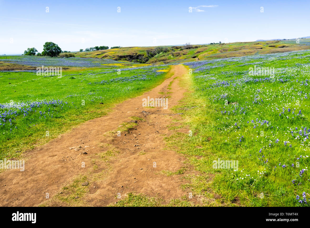 Walking trail through fields covered in wildflowers, North Table ...