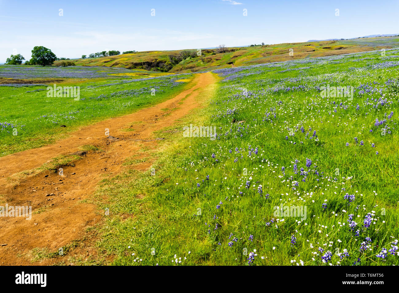 Walking trail through fields covered in wildflowers, North Table ...