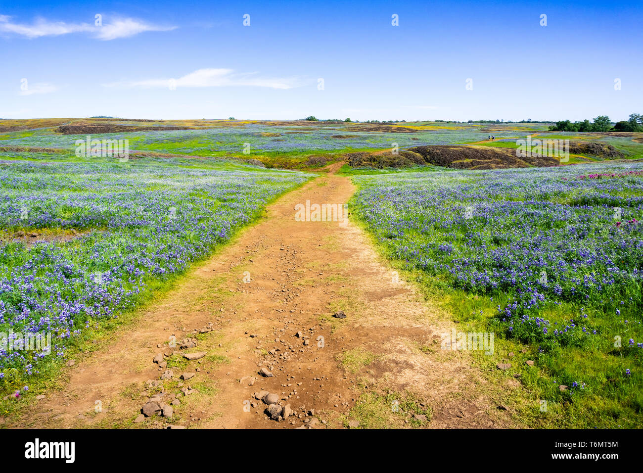 Walking trail through fields covered in wildflowers, North Table ...