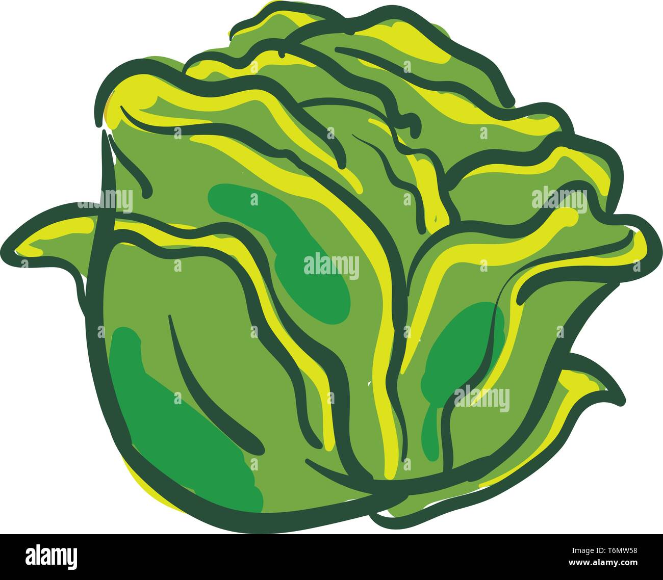 Food fresh cabbage Stock Vector Images - Alamy