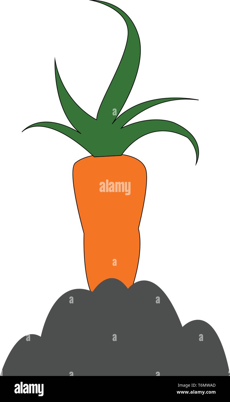 Fresh organic carrot in Stock Vector Images - Alamy