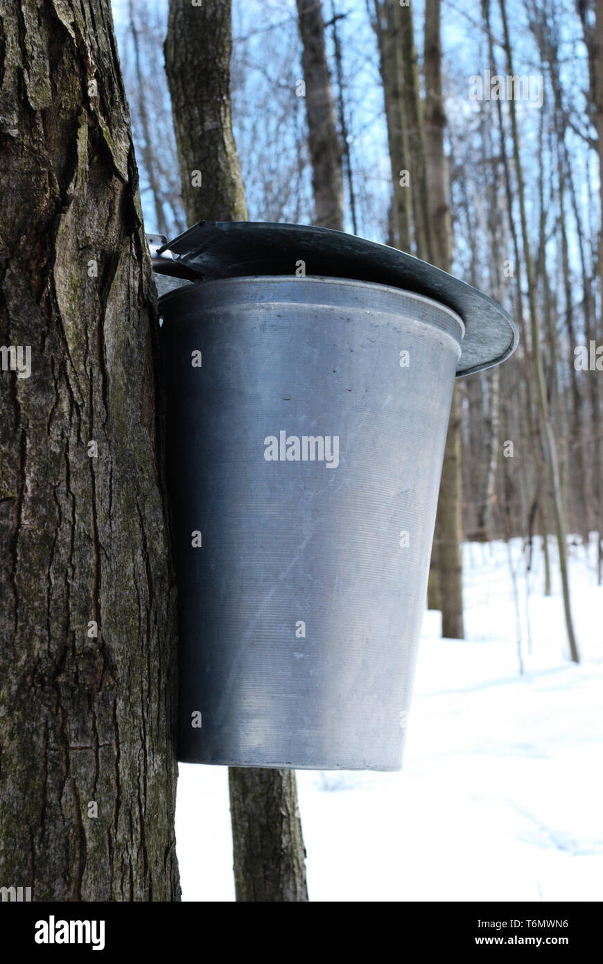 Collecting maple sap Stock Photo - Alamy