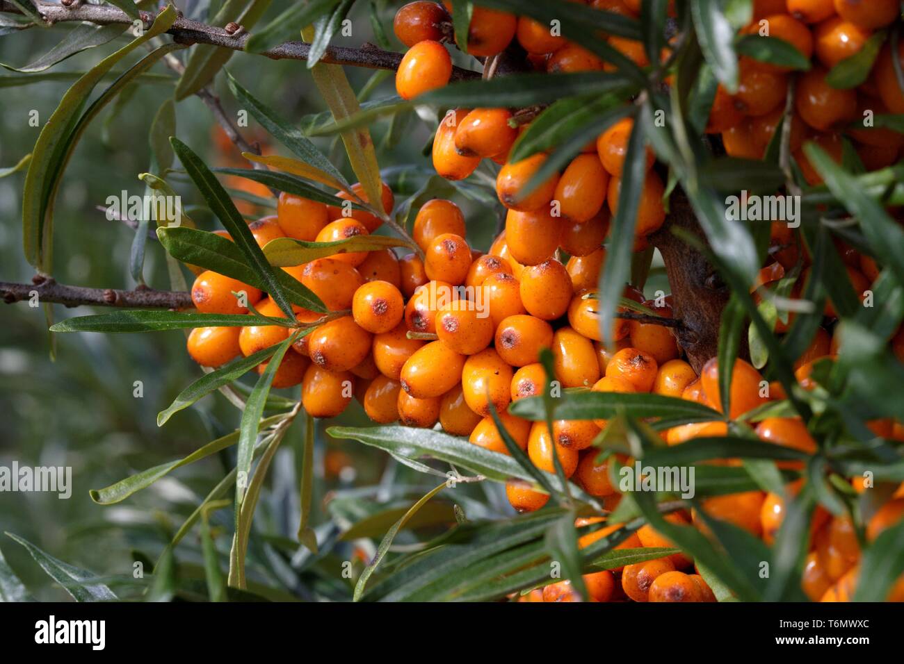 Buckthorn plants hi-res stock photography and images - Alamy