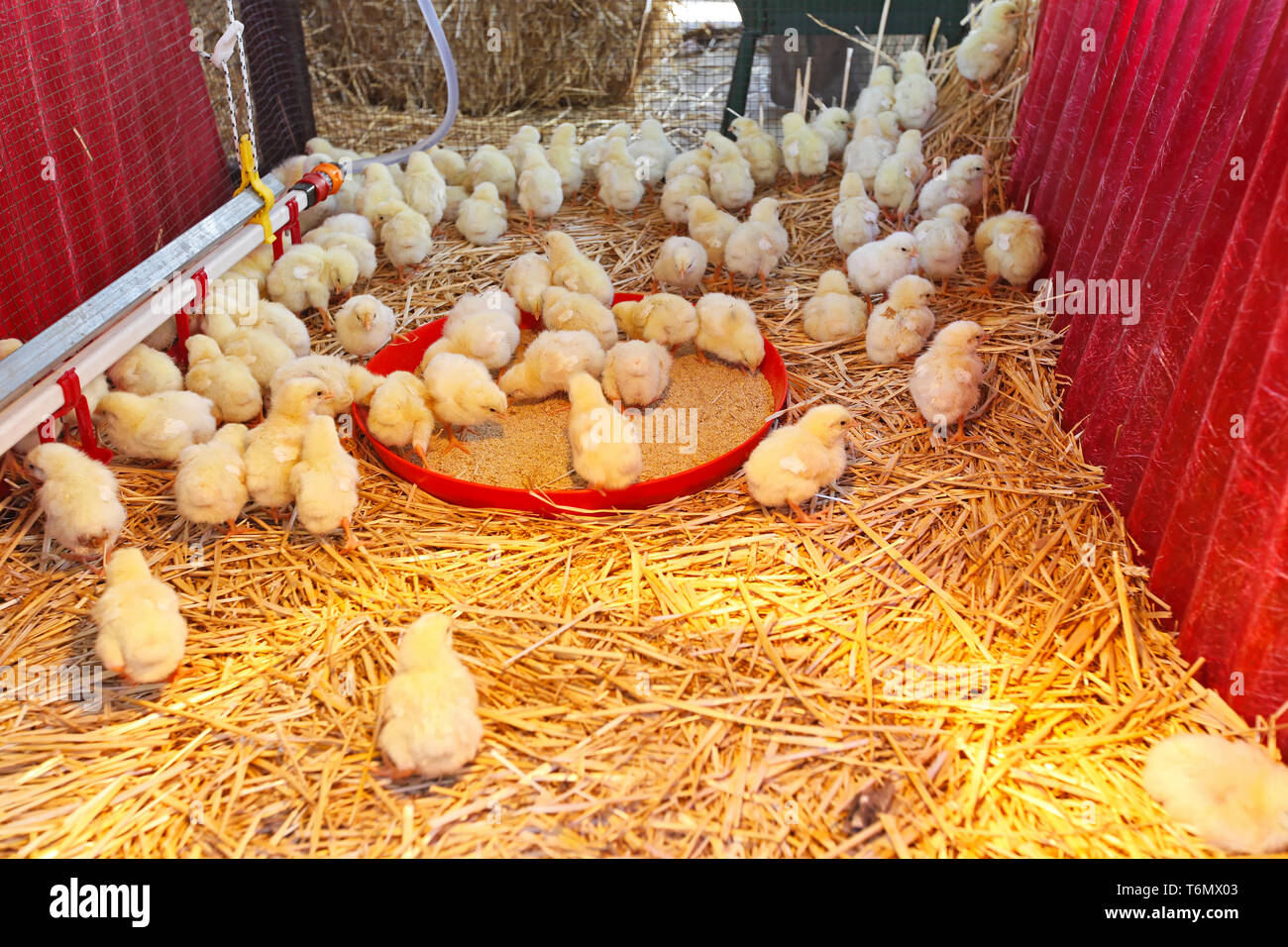 Bunch of small one day old chicks at farm Stock Photo - Alamy
