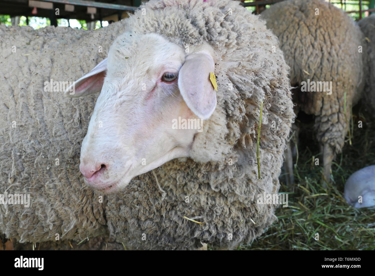 Sheep in pen at farm Stock Photo - Alamy
