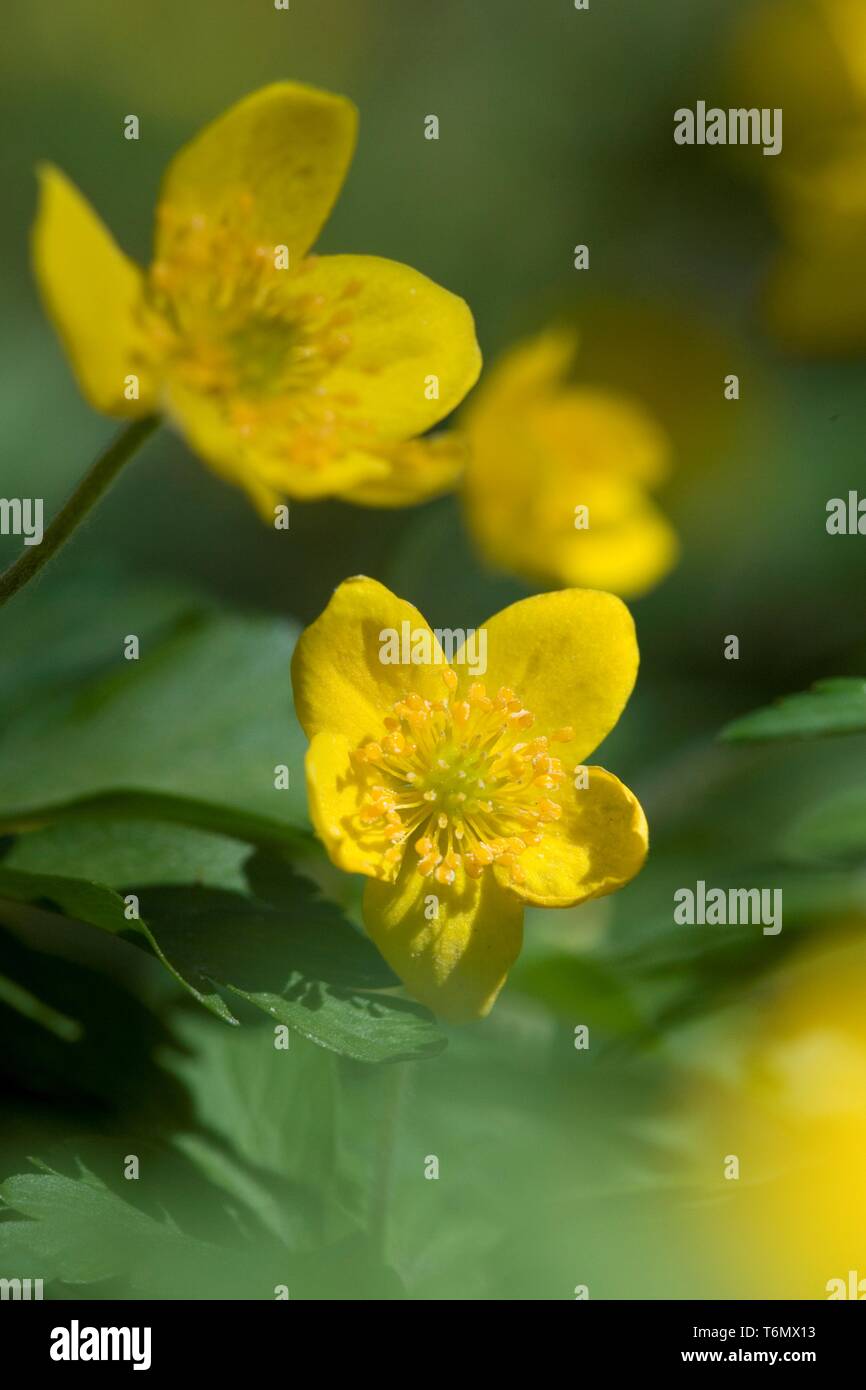 Buttercup spring hi-res stock photography and images - Alamy